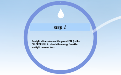 Steps of photosynthesis by Filip Reck on Prezi
