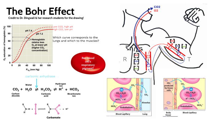 Bohr Effect by Kaira Carstens on Prezi