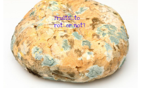 What type of food rots the fastest? by Robert Barrett on Prezi