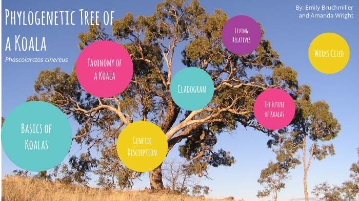 Phylogenetic Tree of Koalas by Emily Bruchmiller on Prezi