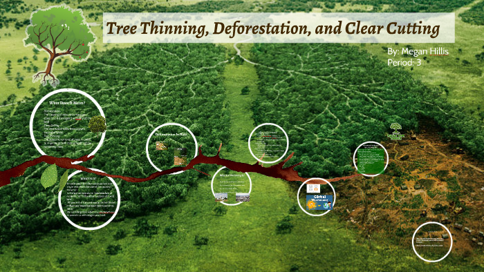 Tree Thinning, Deforestation, and Clear Cutting by Megan Hillis on Prezi