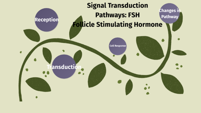 FSH Signal Transduction by Umme salma Lokhandwala on Prezi