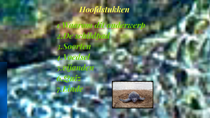 spreekbeurt schildpadden by matthew knol on Prezi