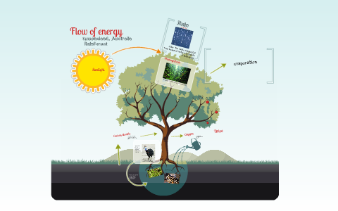Rainforest Flow of energy and matter by Celine Horne on Prezi