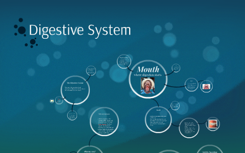 Digestive System by Raven Smith on Prezi