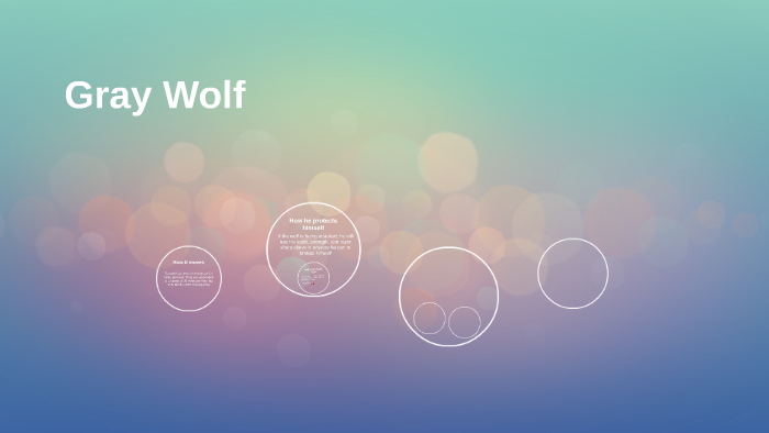 Gray Wolf Characteristics by Georgia McDaniel on Prezi
