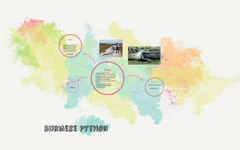 Burmese Python by Kylie Rhoads on Prezi