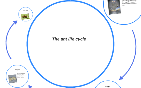 the ant life cycle by Friend Holderby on Prezi