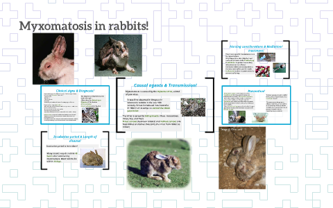 Myxomatosis in rabbits! by Holly Small on Prezi