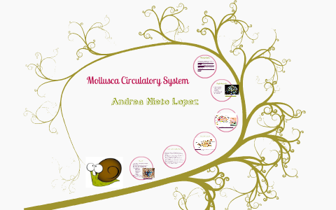 Mollusca Circulatory System by Andrea Nieto Lopez on Prezi