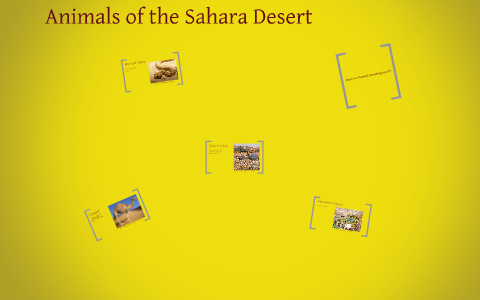 Animals of the Sahara Desert by on Prezi