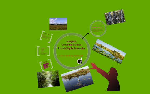 Ecosystem Goods and Services Provided by the Everglades by Everett ...