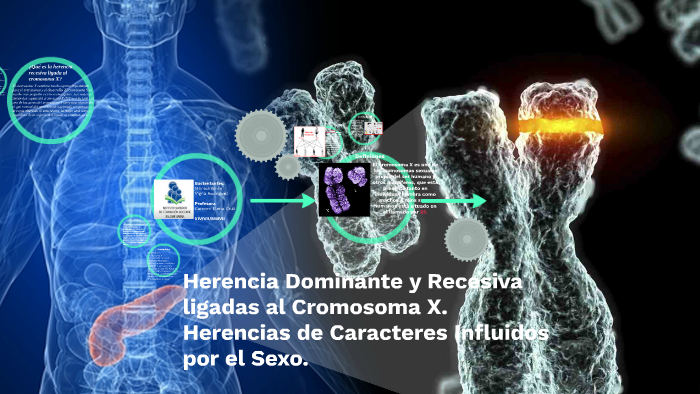 Herencia Dominante Y Recesiva Ligadas Al Cromosoma X By Mónica Girón