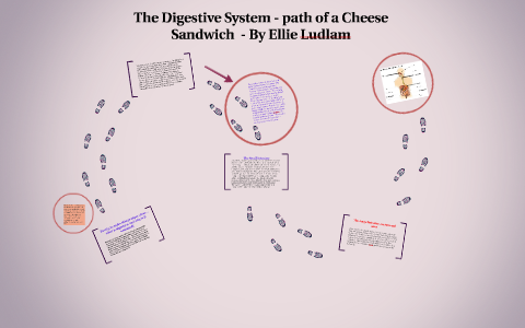 Journey of a cheese sandwich by Ellie Ludlam on Prezi