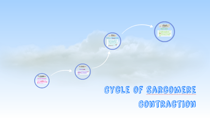 Cycle of Sarcomere Contraction by elleri haest on Prezi