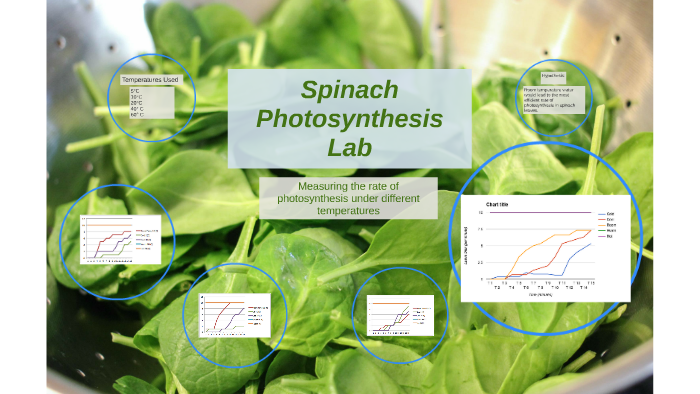 Spinach Photosynthesis Lab by on Prezi