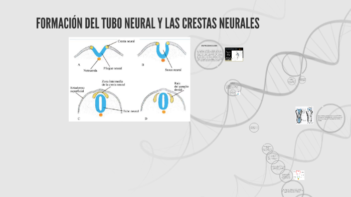 FORMACIÓN DEL TUBO NEURAL Y LAS CRESTAS NEURALES by Raquel Chavez on Prezi