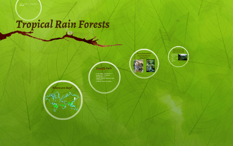 Tropical Rain Forests by Matthew Reindl on Prezi