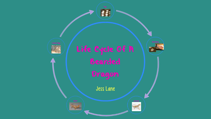 Bearded Dragon Life Cycle by Jess Lane on Prezi