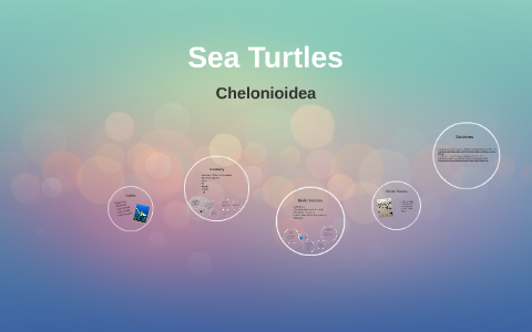 The Turtle by Mary Beth Keck on Prezi