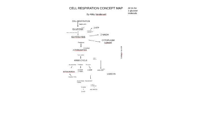 CELL RESPIRATION CONCEPT MAP by Abigail Vanderwell on Prezi