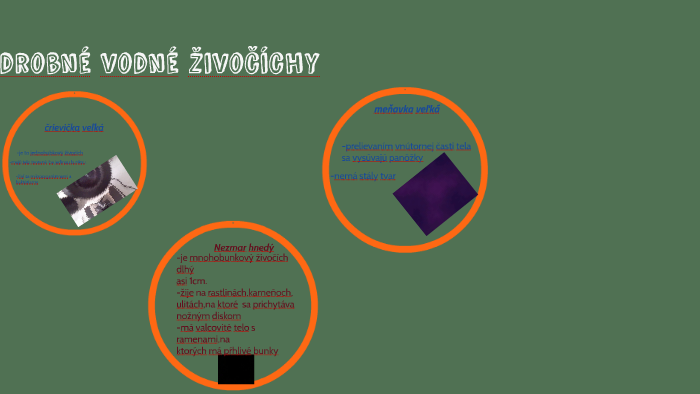 črievička veľká by Lukáš Luky Belanský on Prezi