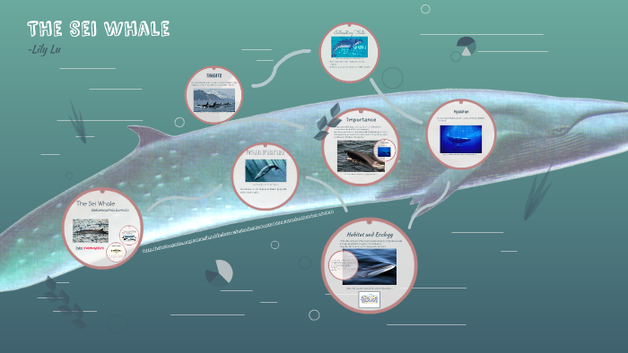 The Sei Whale by Lily Lu on Prezi