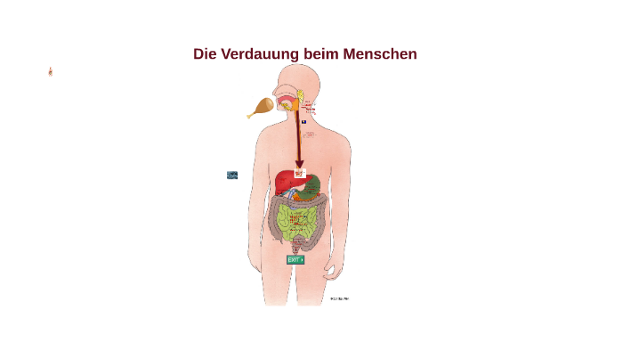 Die Verdauung beim Menschen by Miri G on Prezi