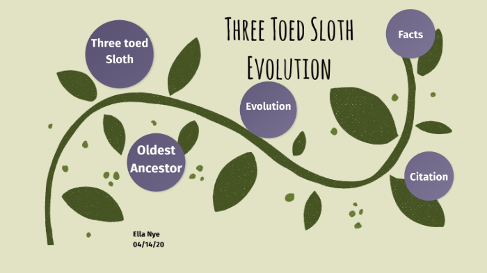 Three Toed Sloth Evolution by Ella Nye on Prezi