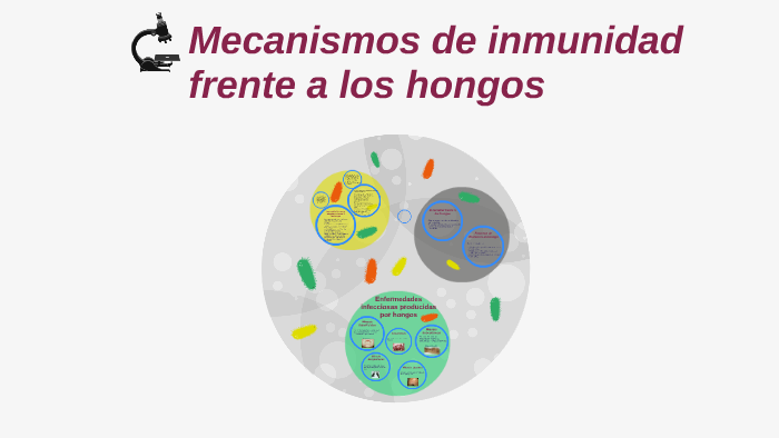 Mecanismos de inmunidad frente a los hongos by Diana Lujan on Prezi