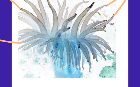 Les Alcyonidés by Valentina Cuello on Prezi