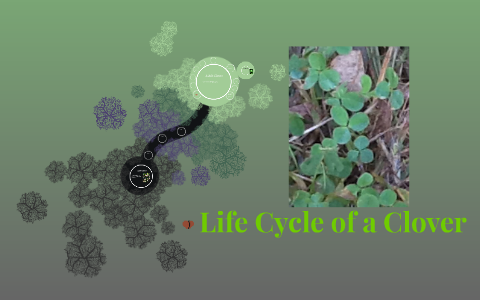 Life Cycle of a Clover by Red Class on Prezi