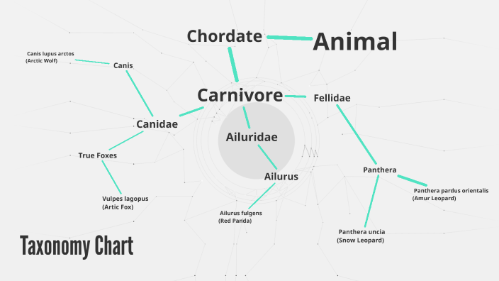 Taxonomy Chart by Madi Sislo on Prezi