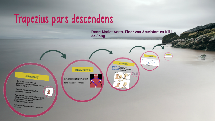 Trapezius pars descendens by on Prezi
