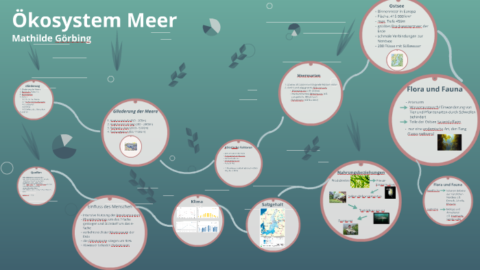 Ökosystem Meer by Mathilde Görbing on Prezi