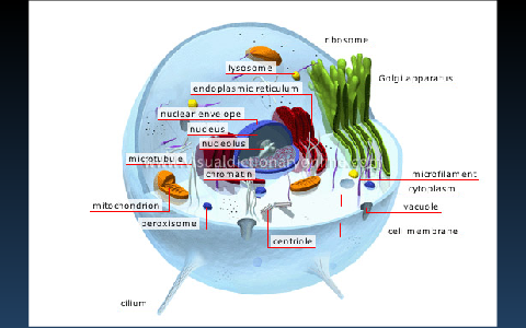 Animal Cell Analogy Project by Cecily Garcia on Prezi