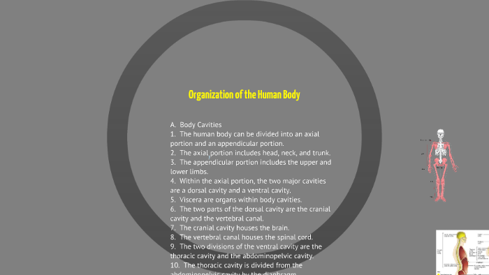 Anatomy Ch1-2 by JD Huitt on Prezi