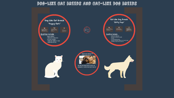 Dog-Like Cat Breeds And Cat-Like Dog Breeds by Allan Poole on Prezi