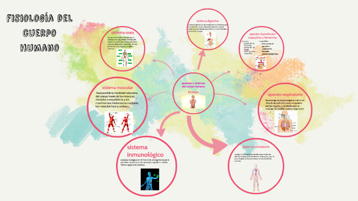aparatos y sistemas del cuerpo humno by vanessa badillo castro on Prezi