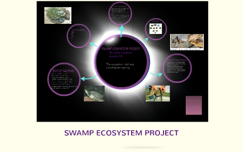 SWAMP ECOSYSTEM PROJECT by on Prezi
