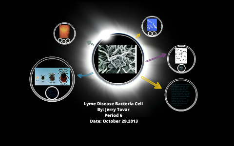 Lyme disease Bacteria cell by Jerry tovar on Prezi