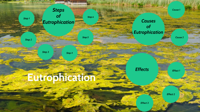 Causes Of Eutrophication