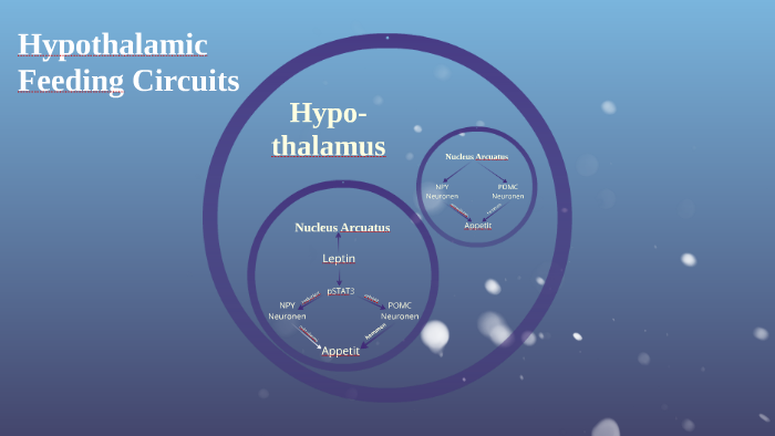 Hypothalamic Feeding Circuits by Ronja Nippert on Prezi