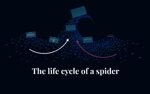 The life cycle of a spider by Yuhya El-youssef on Prezi