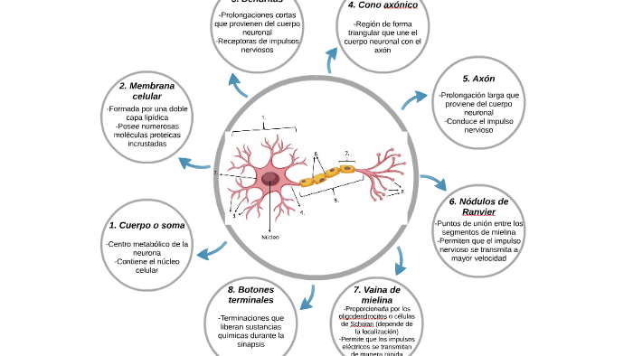 1. Cuerpo o soma by on Prezi