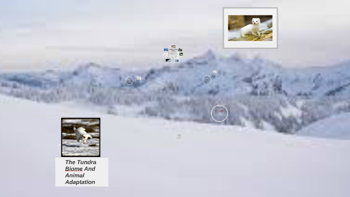 The Tundra Biome And Animal Adaptation by Mrs Ramirez on Prezi