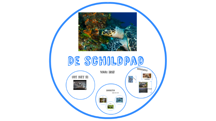 De schildpad by Iris Timmermans on Prezi