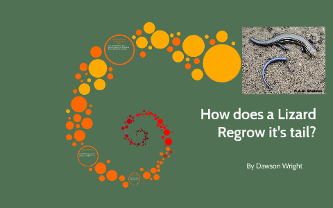How does a Lizard Regrow it's tail? by Dawson Wright on Prezi