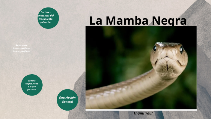 La Mamba Negra by JuanJose Quintero on Prezi