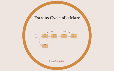 Estrous cycle of mare by Amber Graber on Prezi